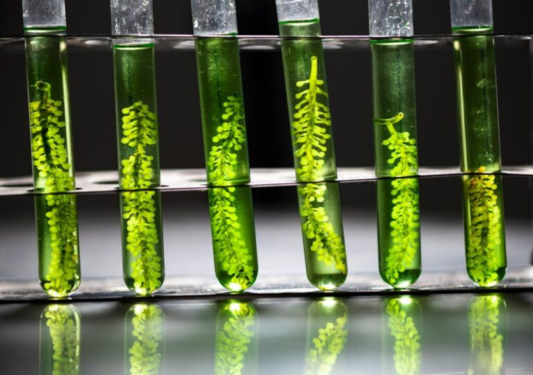 The Role of Biomanufacturing in Combating Climate Change - English ...